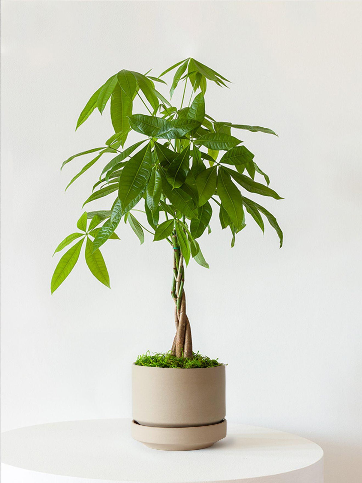 Braided Money Tree – Online Flower Express